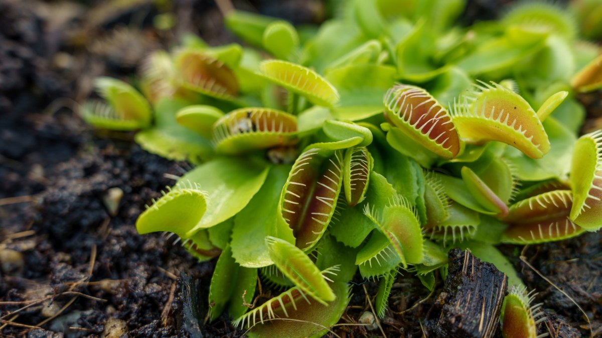 Plants are the powerfully peculiar theme of this haunting LACMA party ...