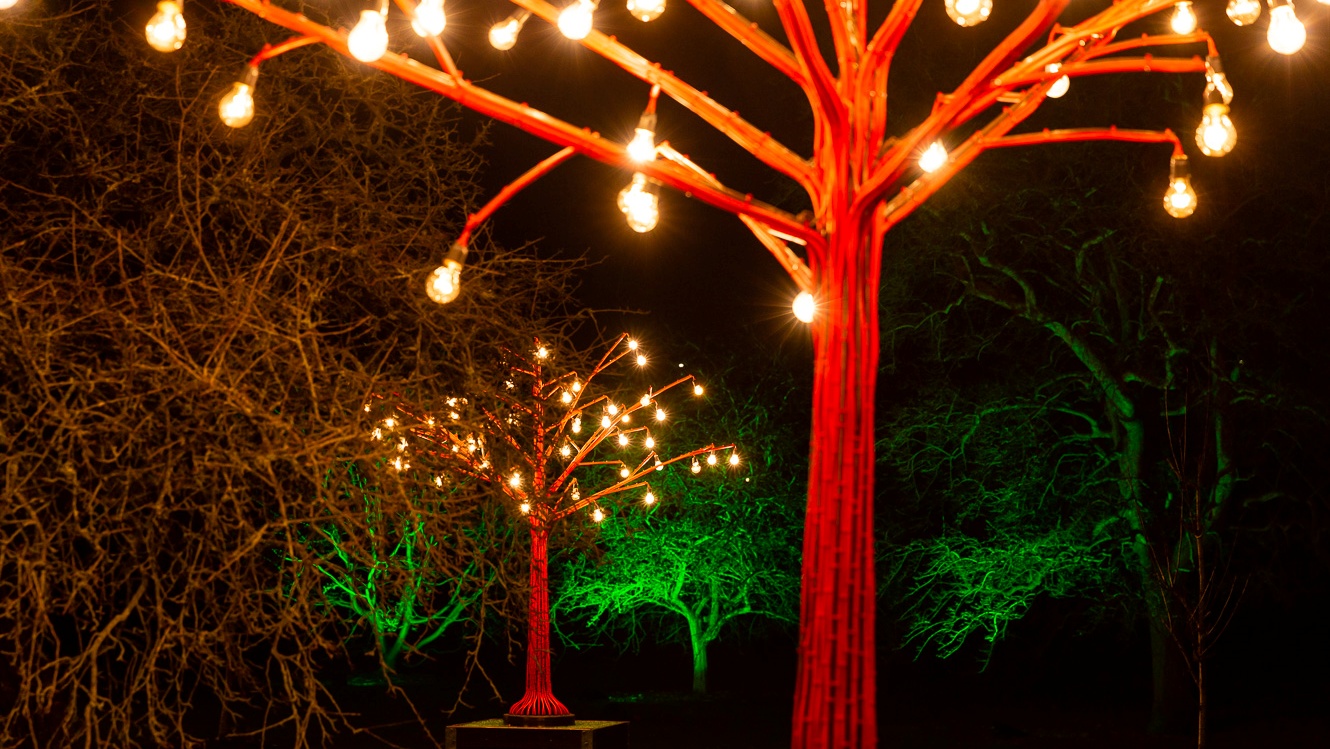 Encinitas Illuminated: Roam a lovely ‘Lightscape’ at San Diego Botanic ...
