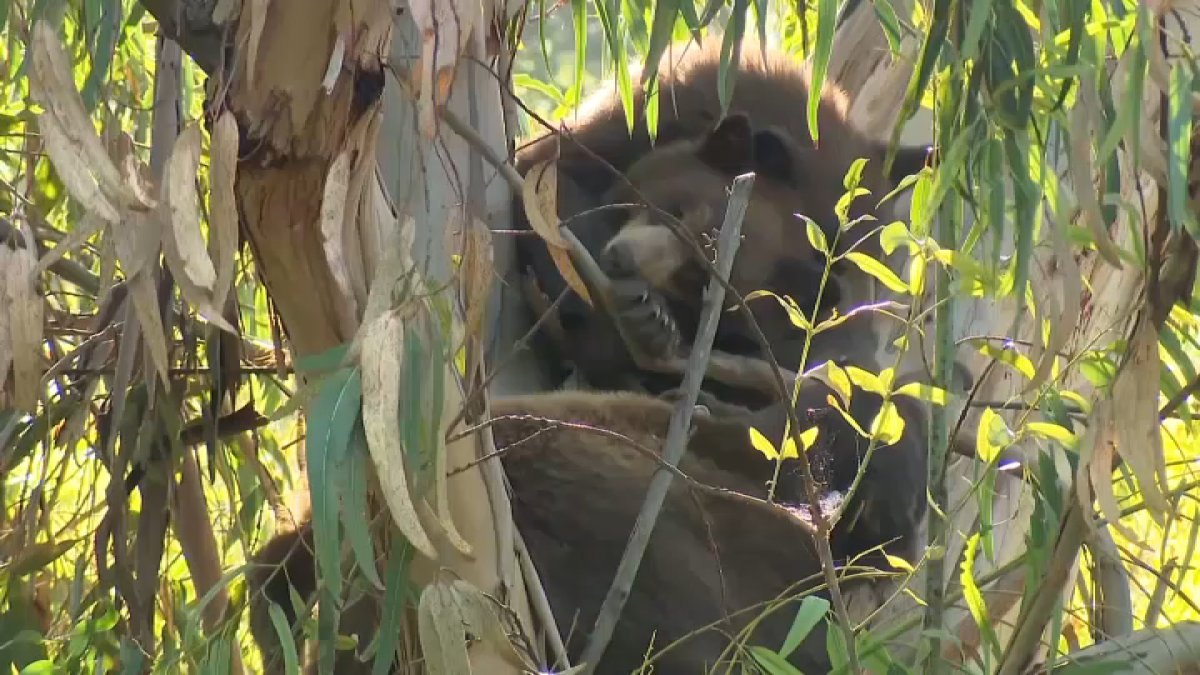 Live bear cam: At least 3 bears spotted in Encino – NBC Los Angeles