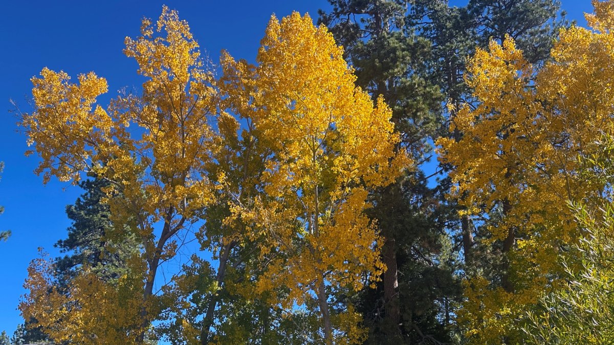 Big Bear’s fall colors are ‘popping,’ and the ‘Go Now!’ call has been ...