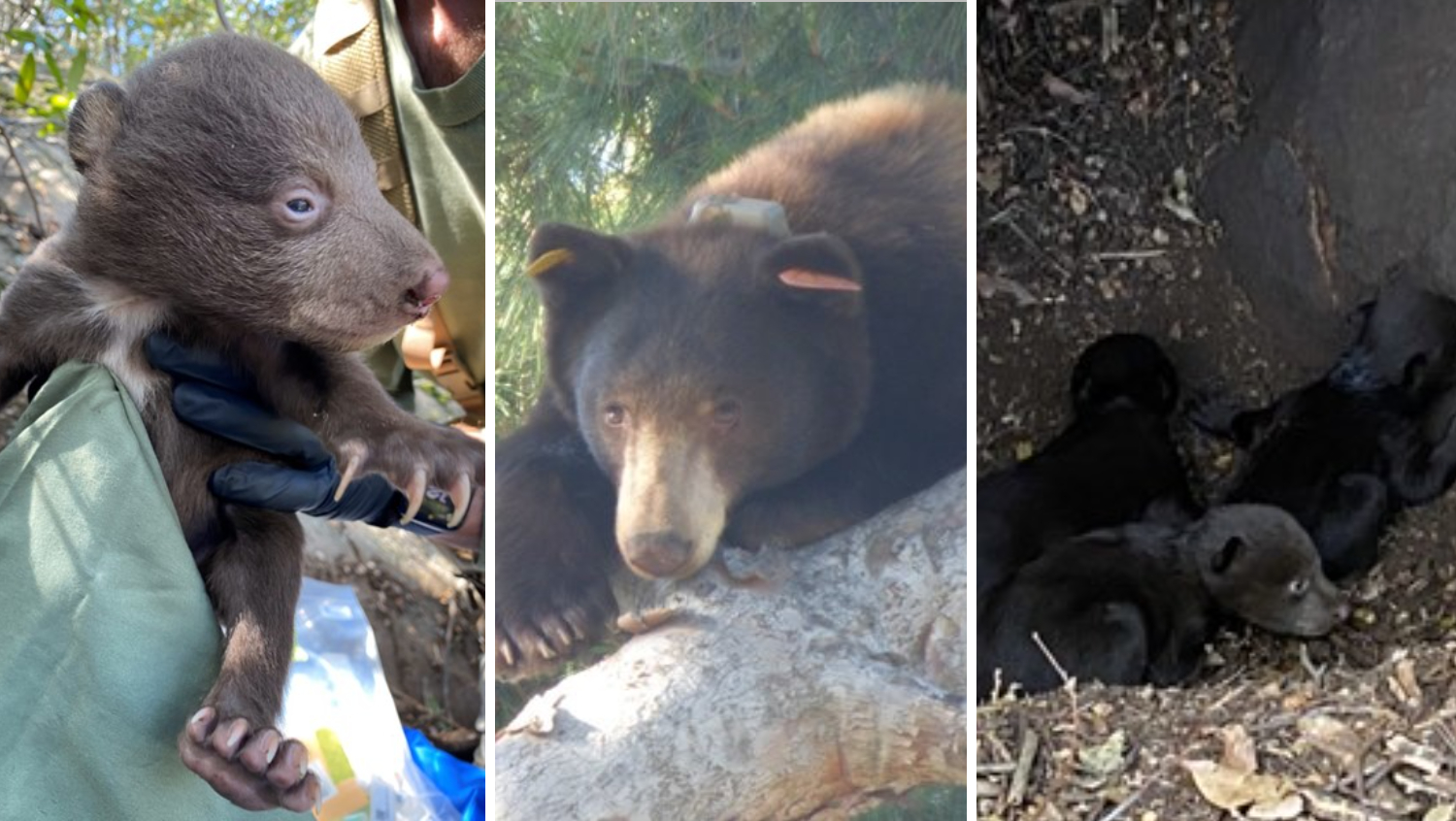 Live bear cam: At least 3 bears spotted in Encino – NBC Los Angeles