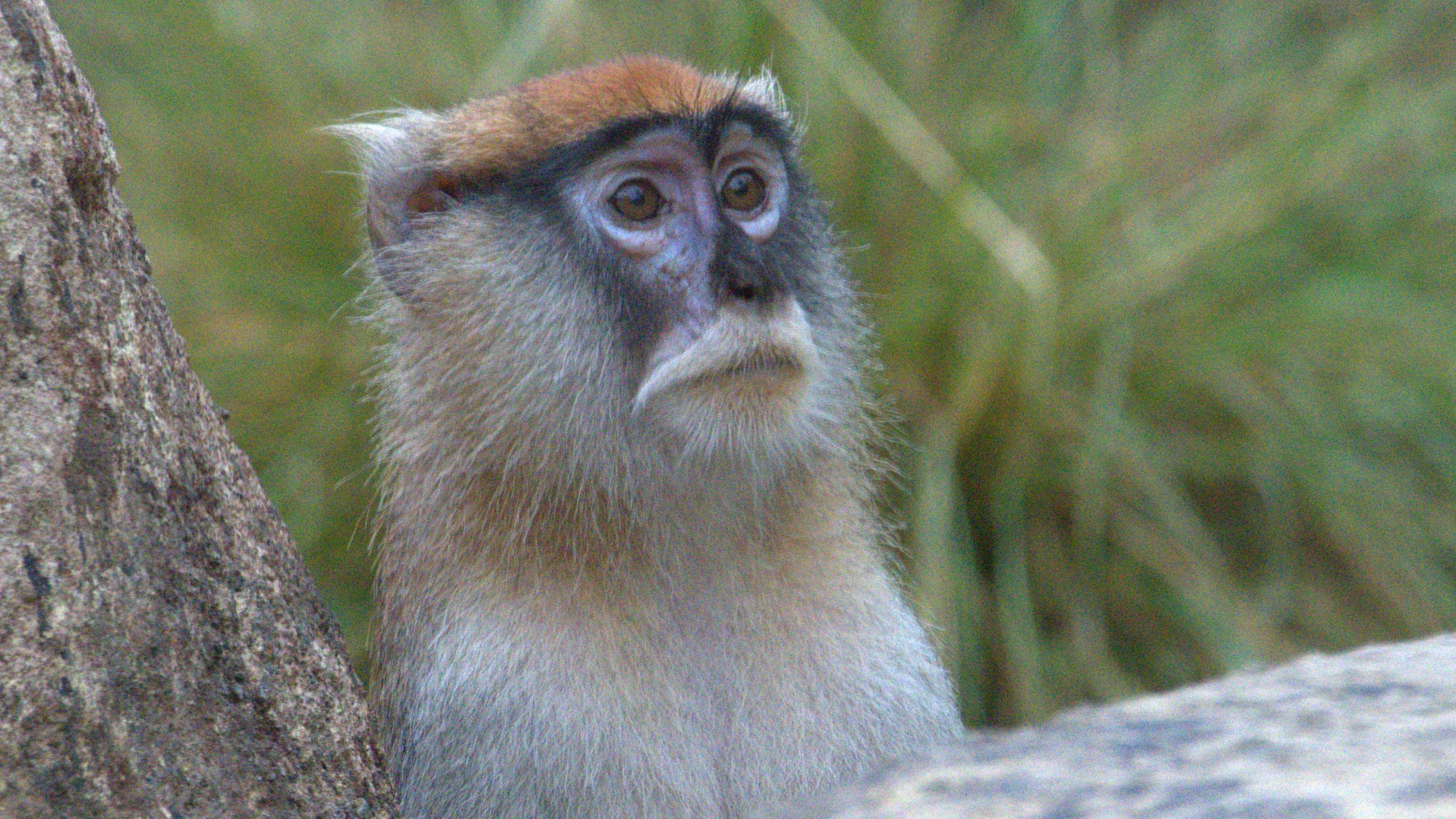 Marvelously mustached patas monkeys will make a new home at The Living Desert – NBC Los Angeles
