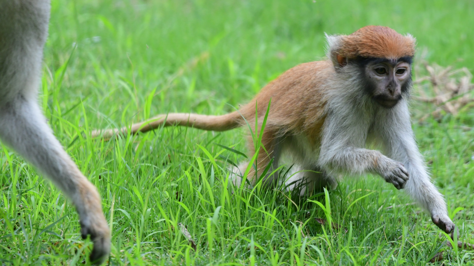 Marvelously mustached patas monkeys will make a new home at The Living Desert – NBC Los Angeles