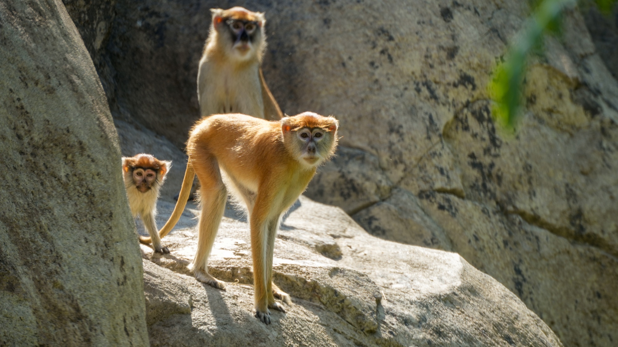 Marvelously mustached patas monkeys will make a new home at The Living Desert – NBC Los Angeles