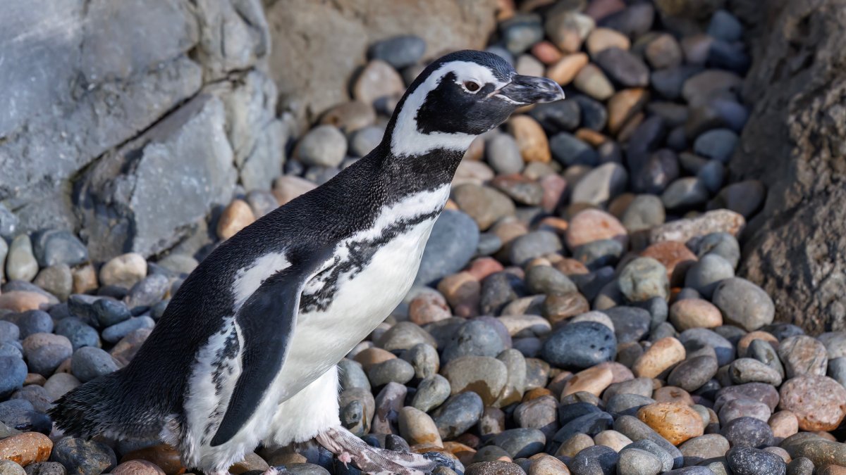 Meet Rosie, newest penguin to waddle through Aquarium of Pacific – NBC ...
