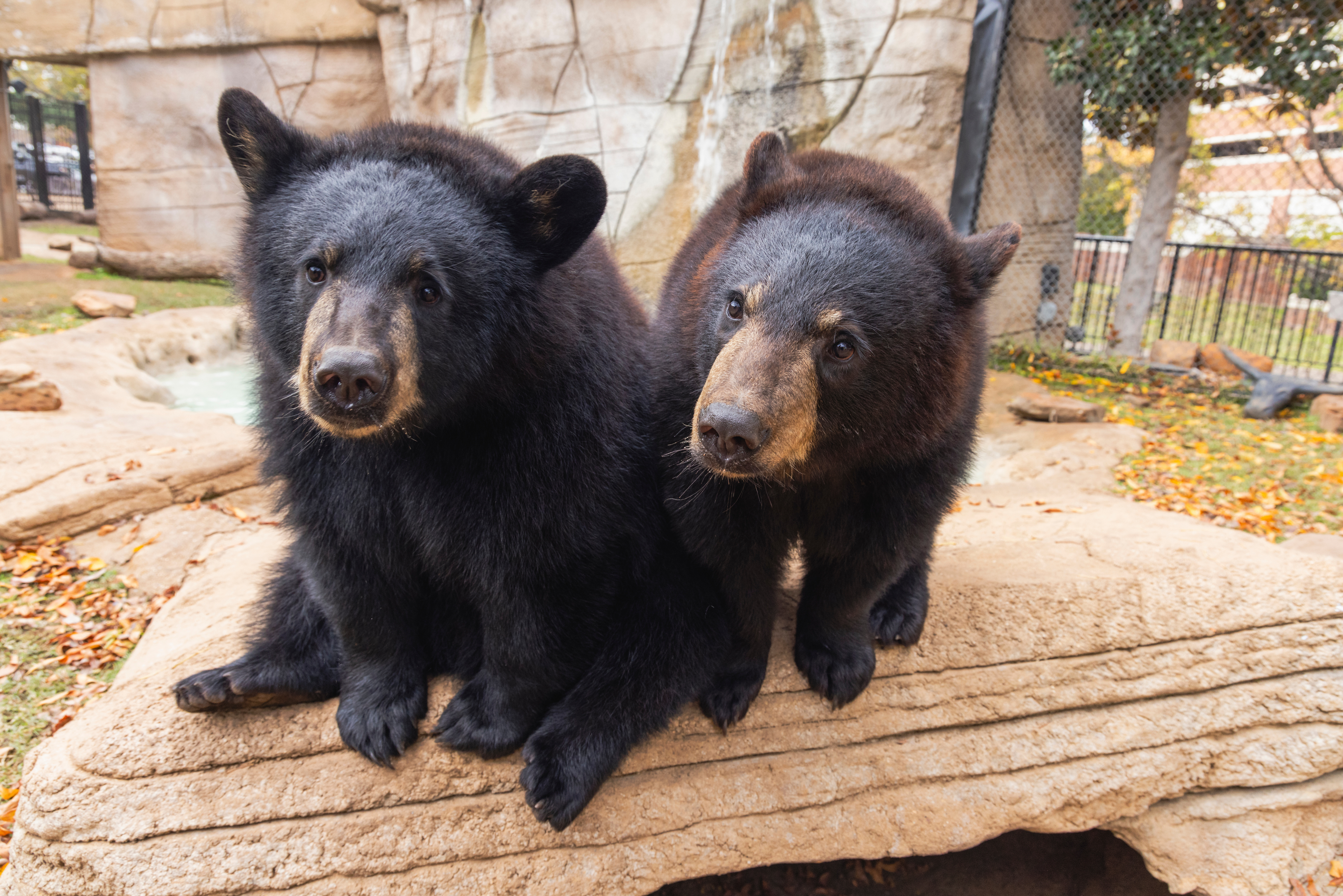 Live animals as college football mascots — beloved or outdated? – NBC ...