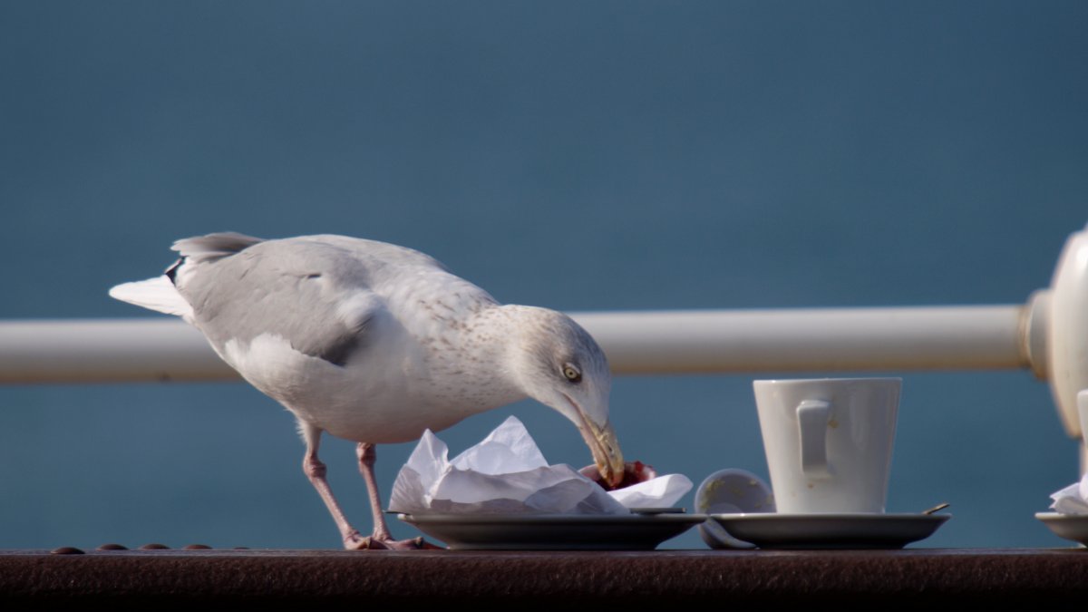 Here’s how to get food-snatching seagulls to leave you alone – NBC Los ...