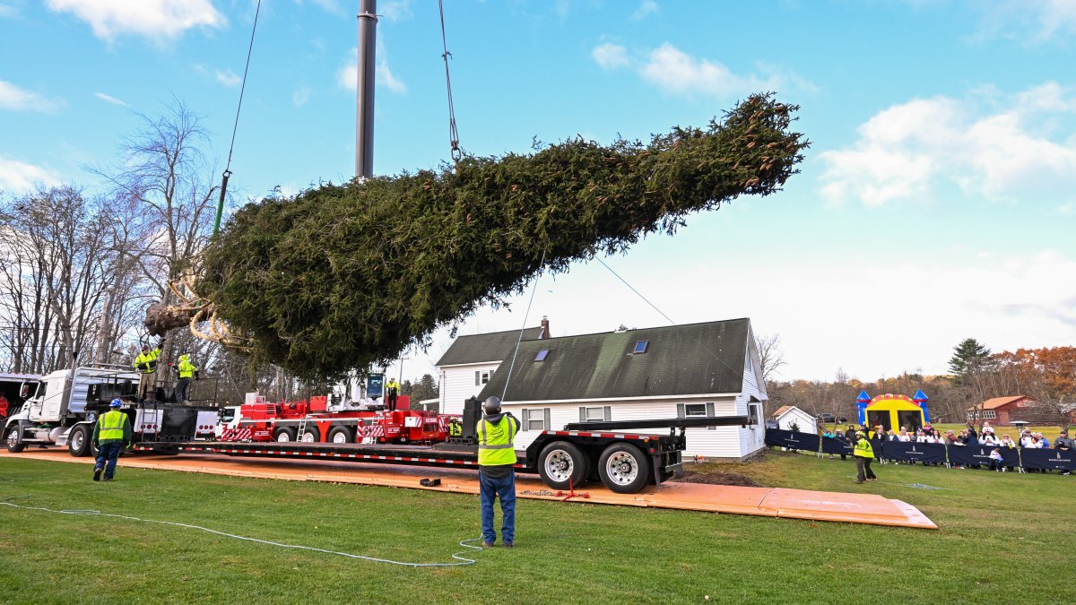 How the Rockefeller Center Christmas tree is picked and moved – NBC Los ...