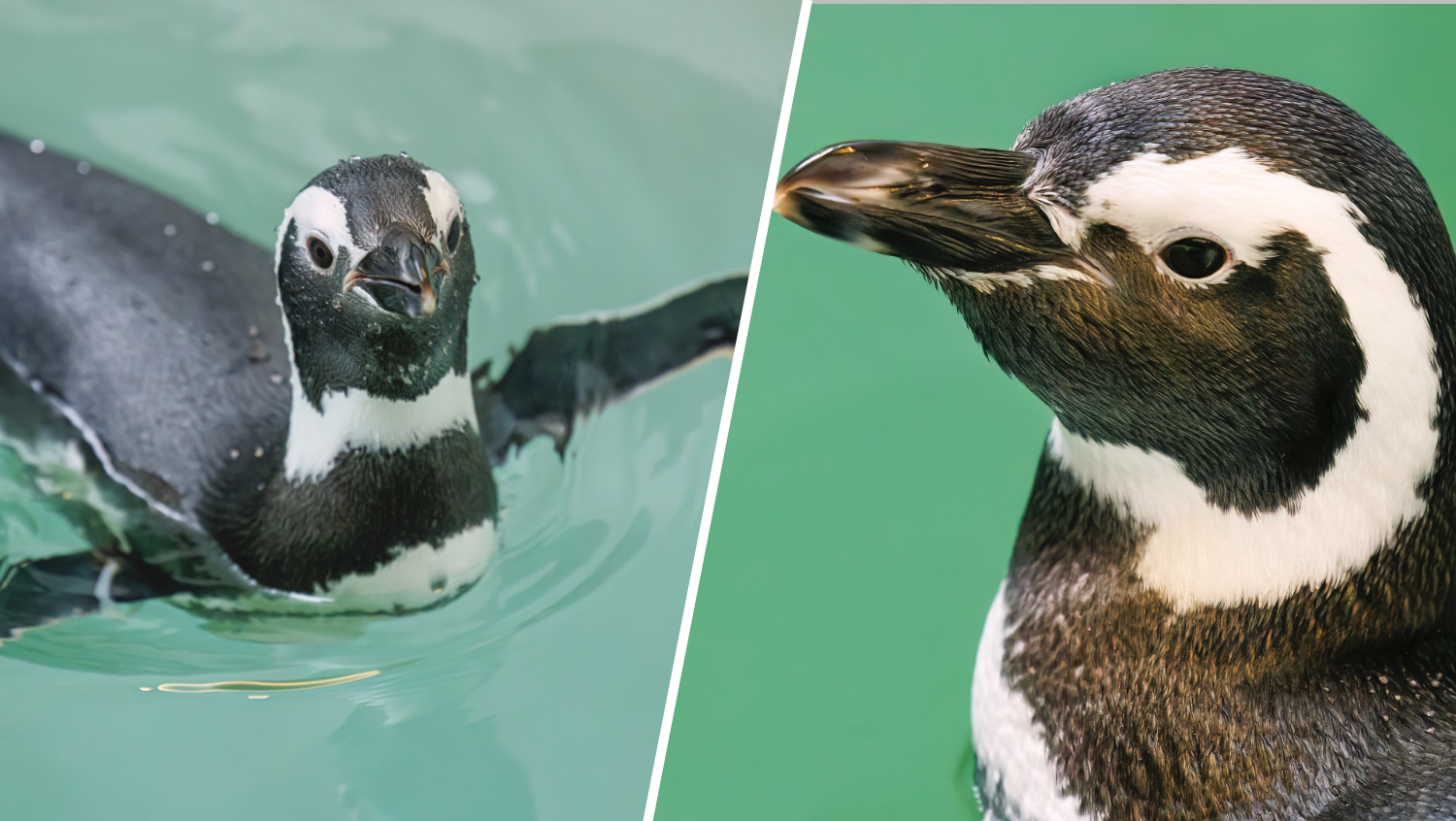 Meet Rosie, newest penguin to waddle through Aquarium of Pacific – NBC ...