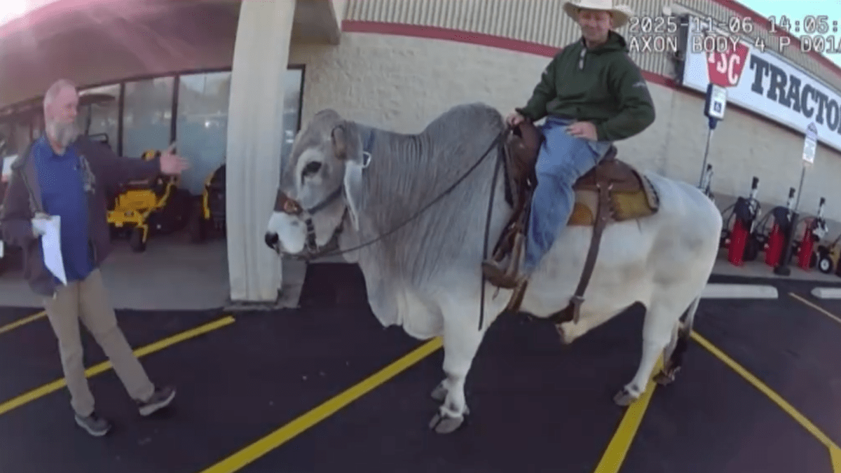 Officer responds to call of man riding bull in Ohio – NBC Los Angeles