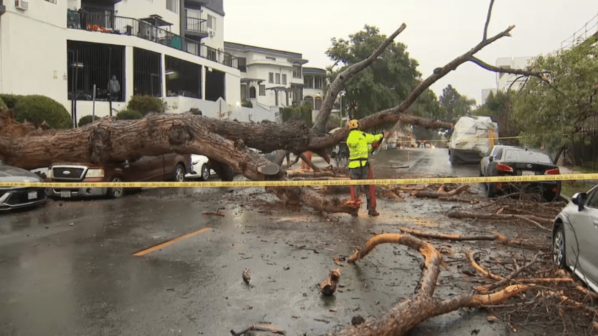 Fallen tree crushes pickup in Echo Park – NBC Los Angeles
