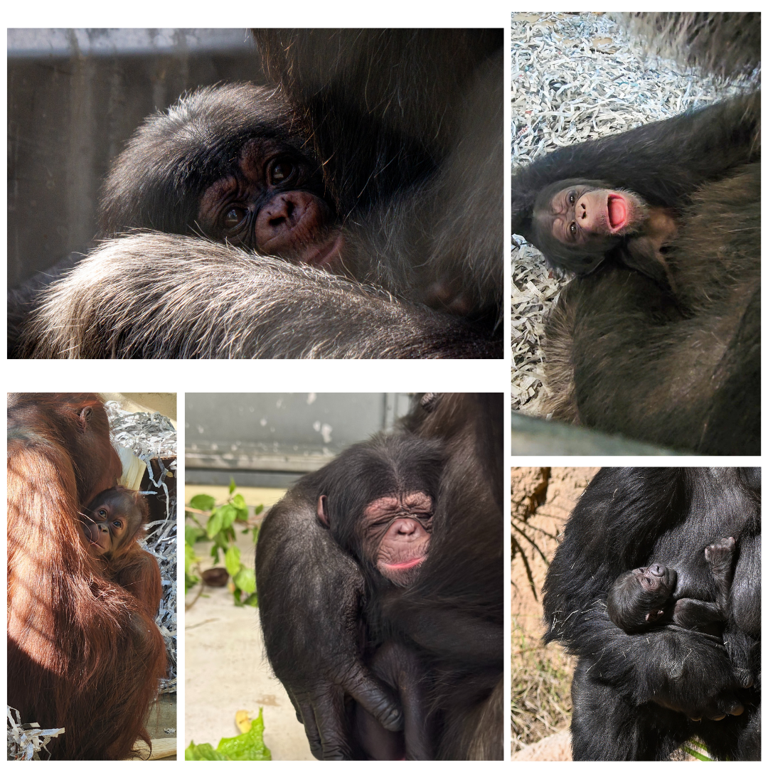 Oh, baby! LA Zoo welcomes fifth baby ape in four months – NBC Los Angeles