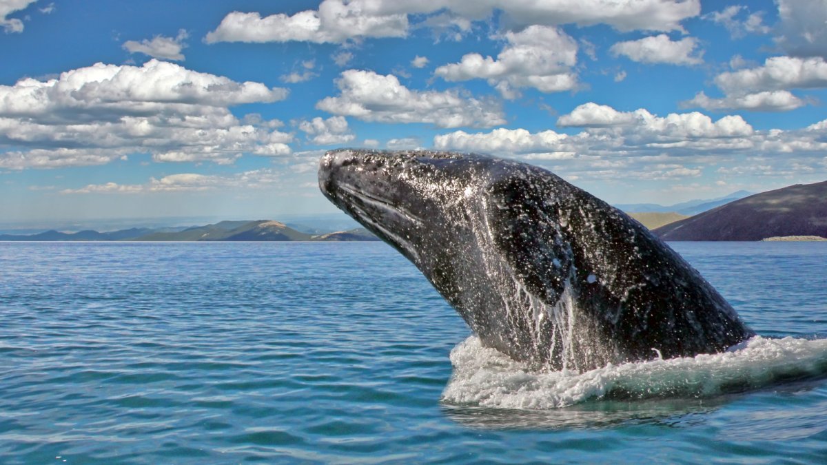 Gray whale fans, rejoice: The season for spying the splashy giants is ...
