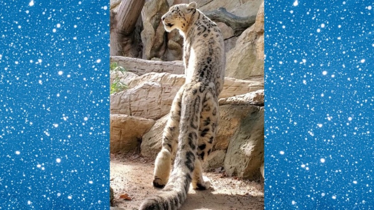 Eighty tons of snow will sparkle at Santa Barbara Zoo’s ‘Snow Leopard ...