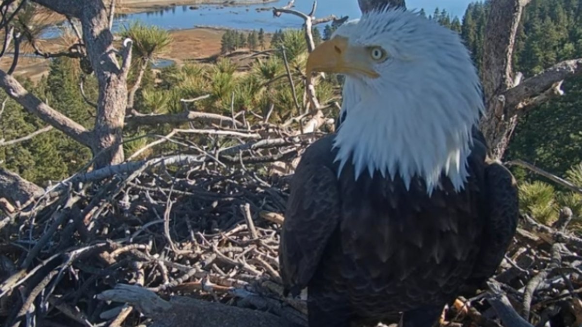 Fluff piece: The Big Bear bald eagles are starting to feather their ...