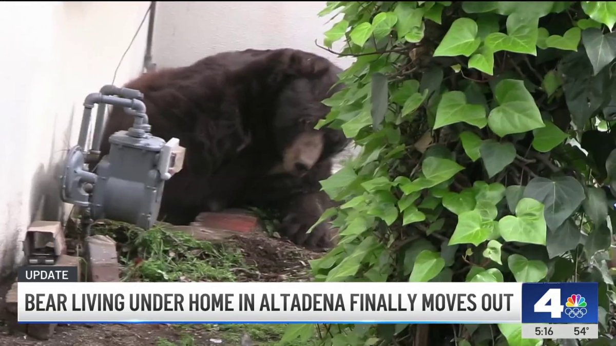 Bear ends his stay at Altadena home crawl space – NBC Los Angeles