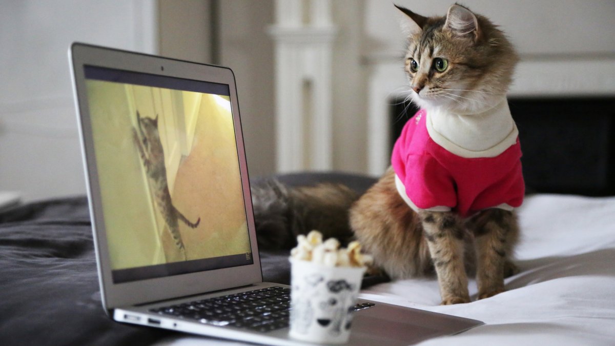 A video fest inspired by cats will screen adorable meow-vies at a local ...