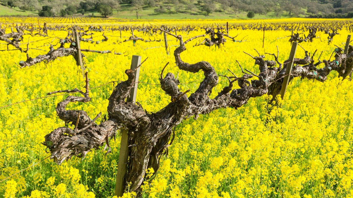 Mustard Season, Napa Valley’s golden stretch, boasts ‘must’-do events ...