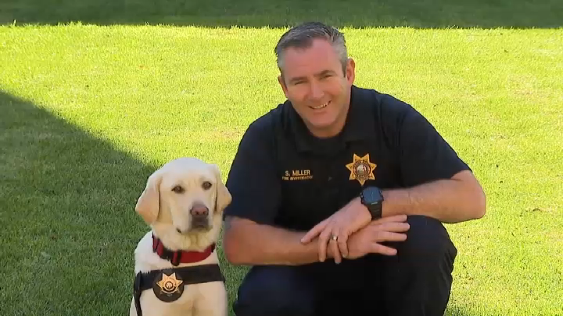 Meet Timber, Orange County’s only fire accelerant detection K-9 – NBC ...