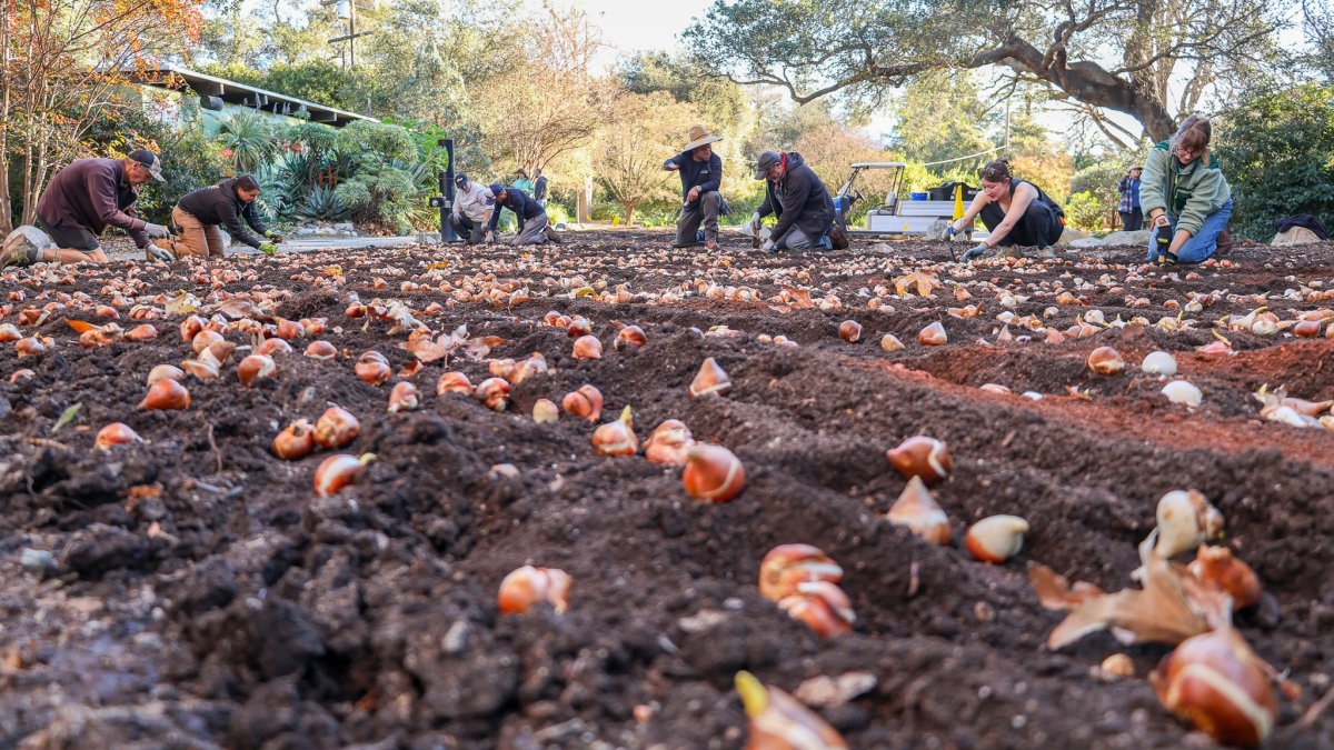 Spring signs abound: 35,000 tulip bulbs have been planted at Descanso ...