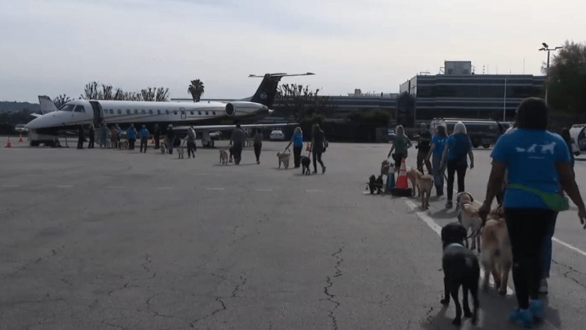 Guide dogs for the blind hold practice sessions at Van Nuys Airport ...