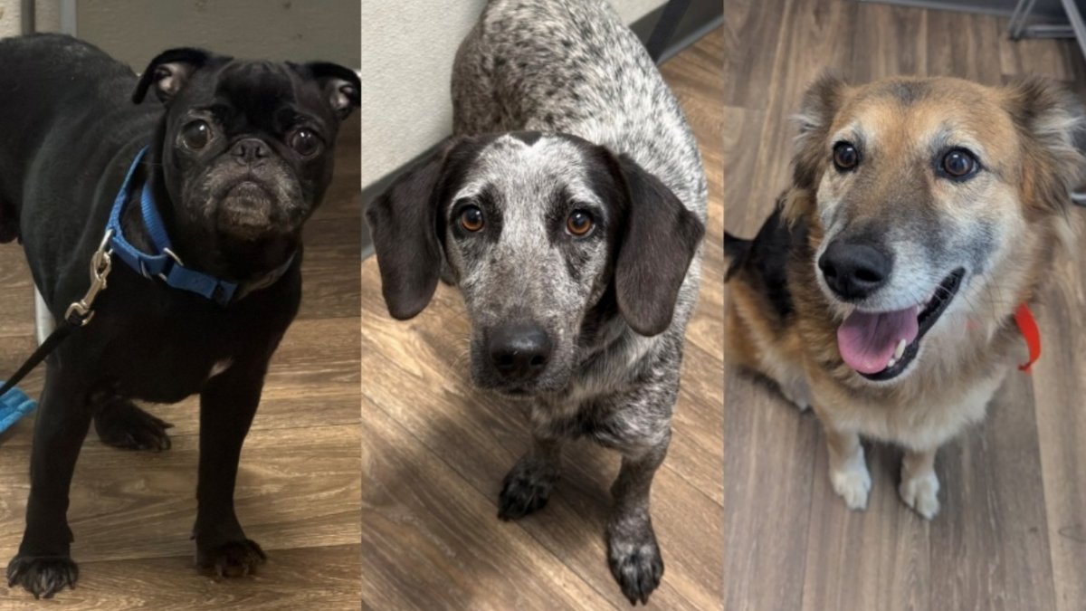 Pasadena Humane assists a San Diego organization that offered Eaton ...