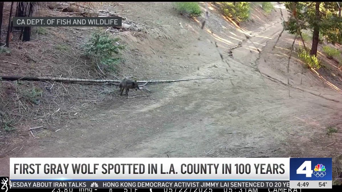 First gray wolf spotted in LA County in 100 years – NBC Los Angeles