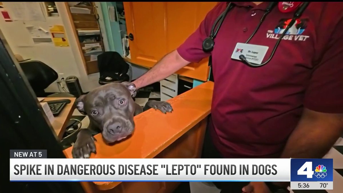 Warning for dog owners: Leptospirosis is spreading again in California ...
