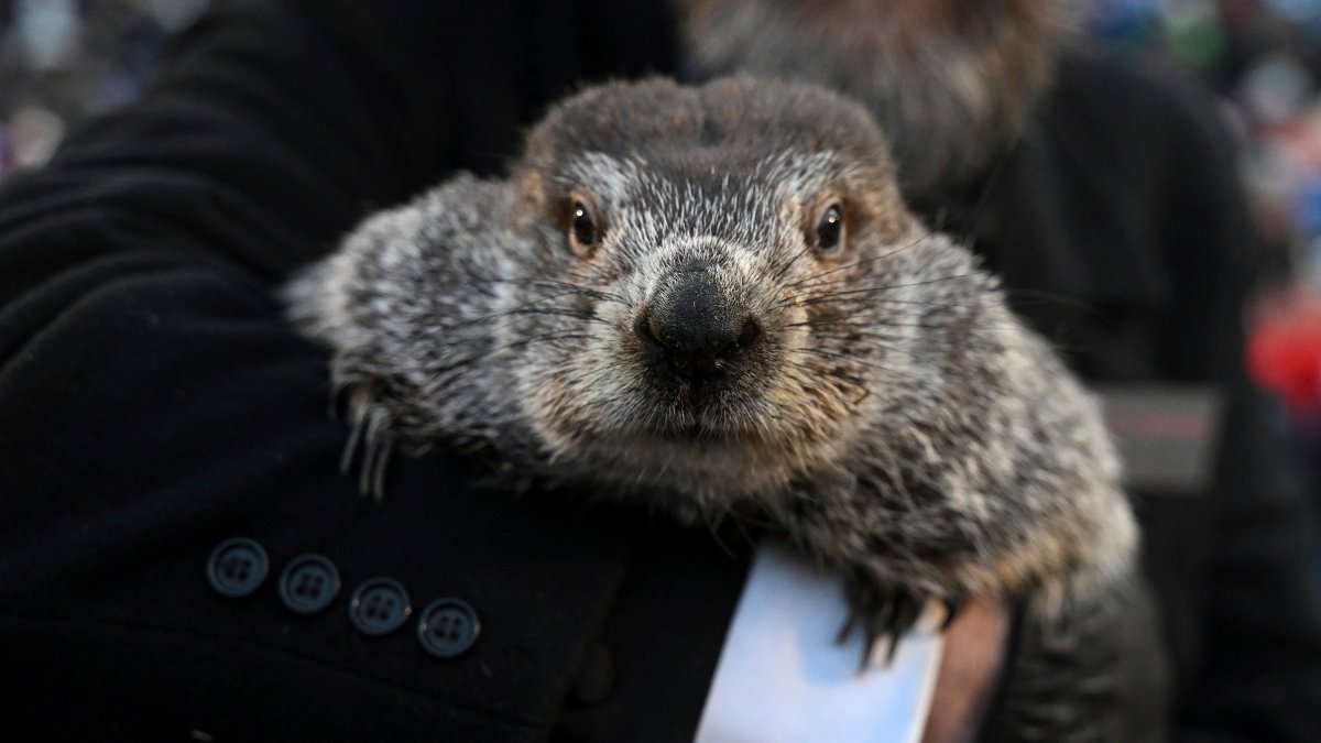 Groundhog Day: Origins, history and facts about Punxsutawney Phil – NBC ...
