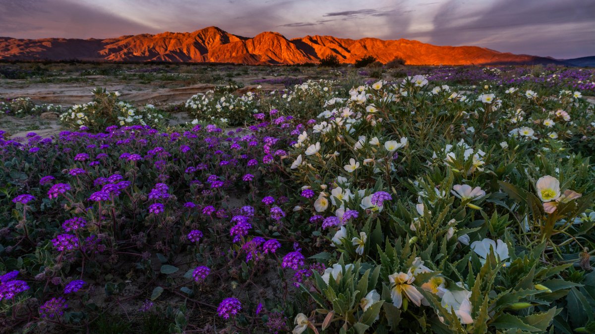 Anza-Borrego state park experiencing wildflower super bloom – NBC Los ...