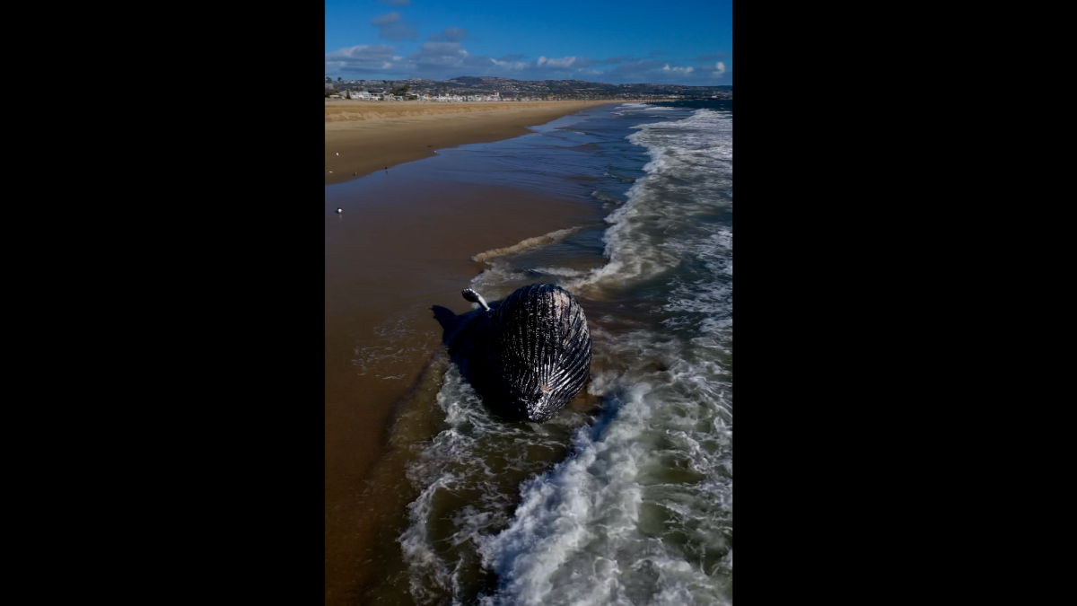 Tides wash 23,000-pound dead humpback whale back out to sea in Newport ...