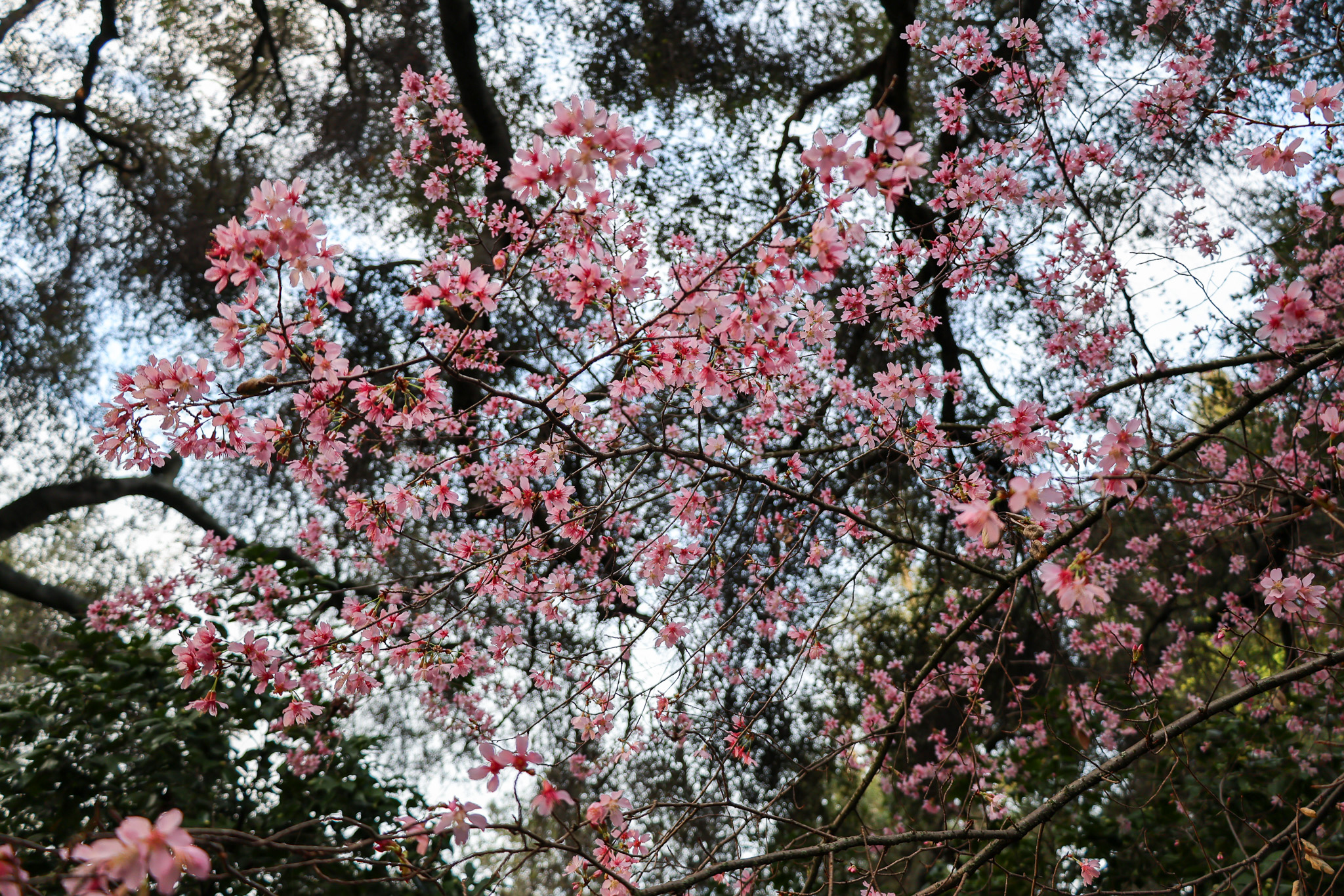 The first cherry blossoms of the season are blooming at this SoCal ...