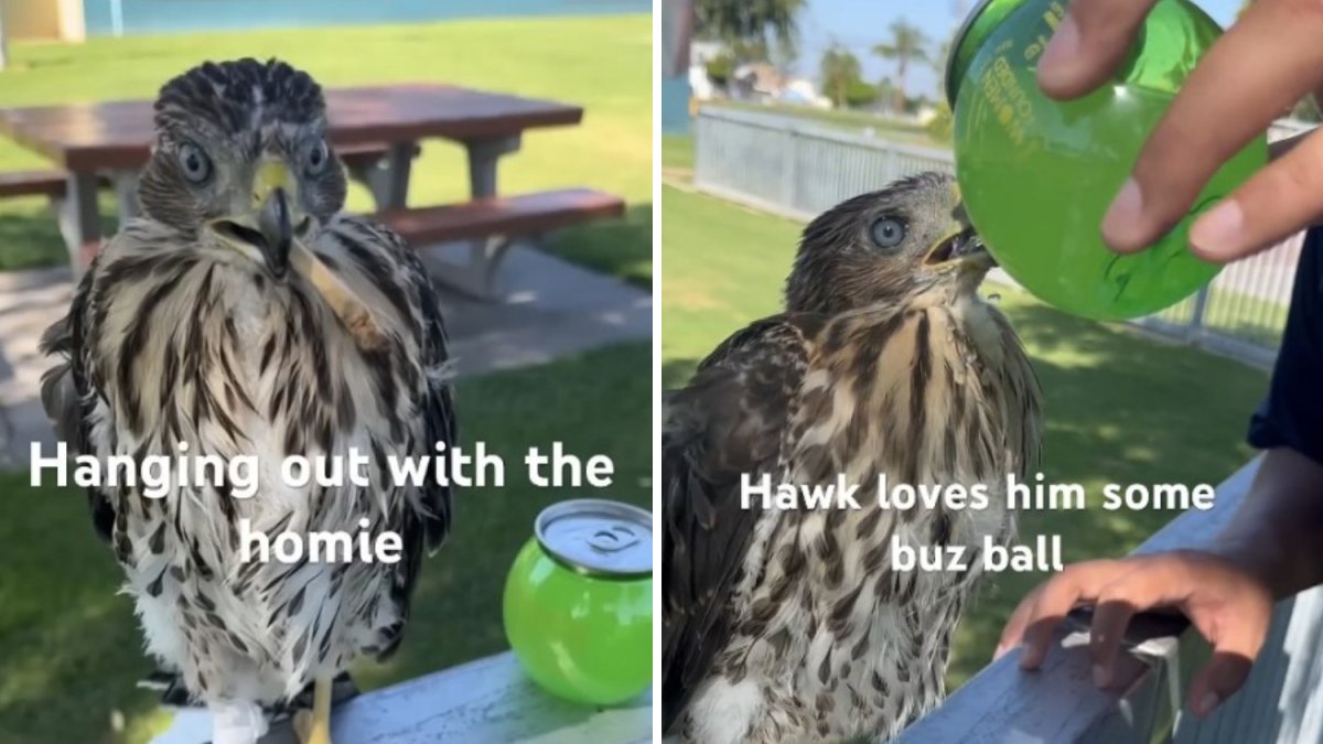 Man sentenced for giving alcohol to hawk: CDFW – NBC Los Angeles