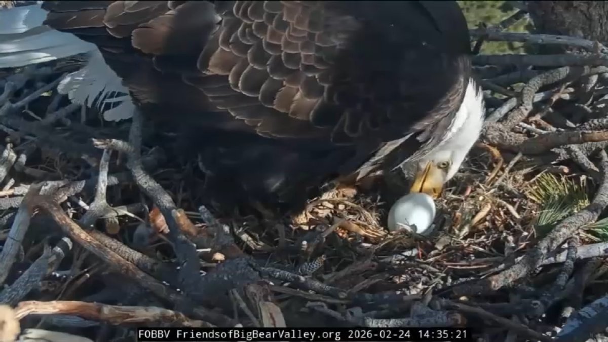 After losing eggs to ravens, Big Bear Valley’s bald eagle couple ...