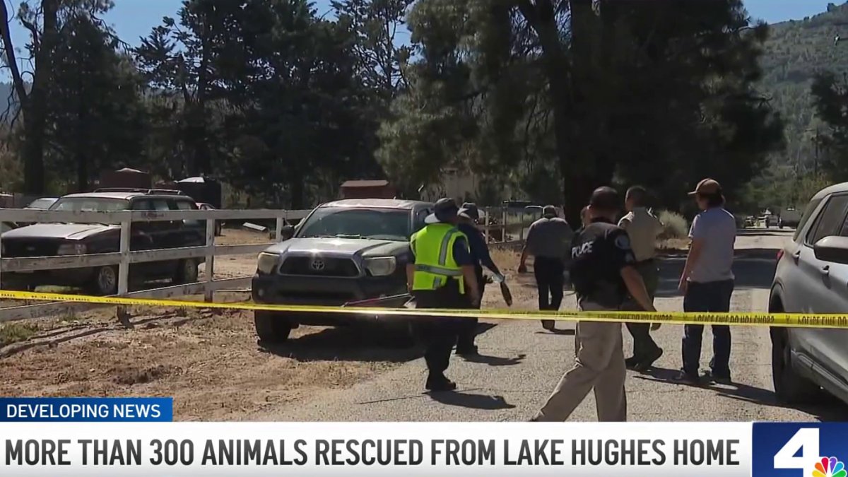 Shelters working to clear space for rescued Lake Hughes animals – NBC ...