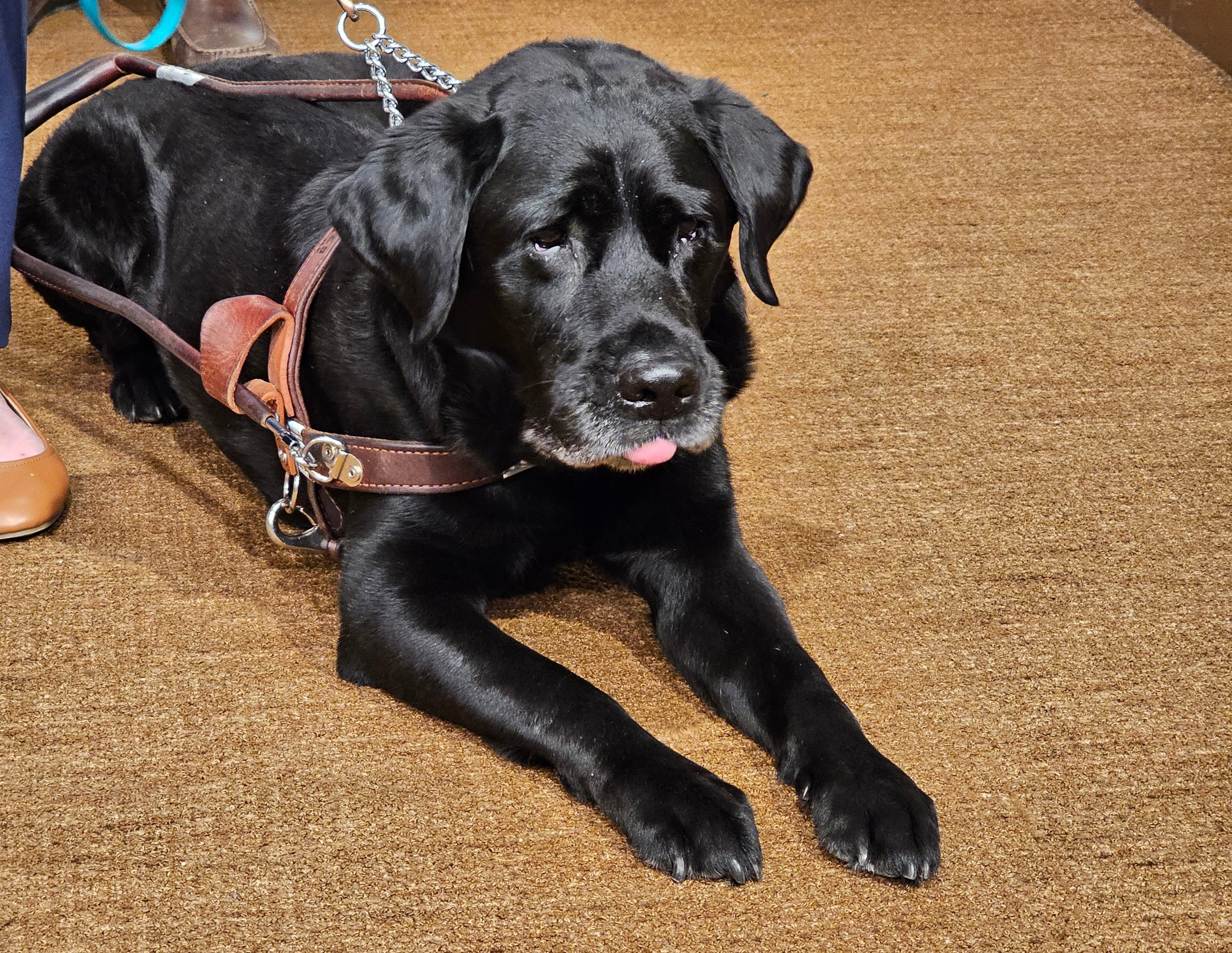 Lyft drivers can’t deny rides for passengers with service animals – NBC ...