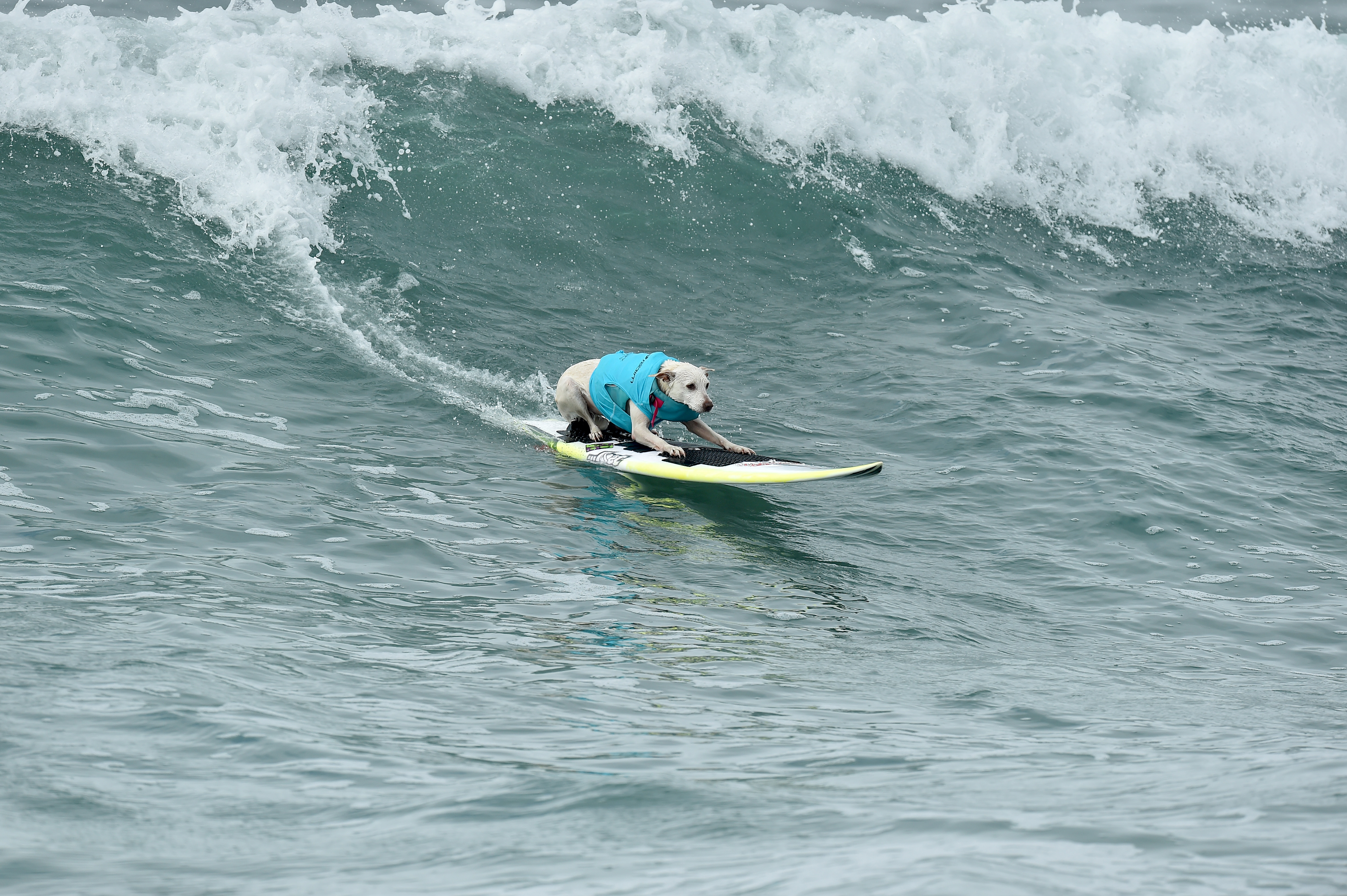 Sugar the Surfing Dog, beloved canine in surfing community, dies – NBC ...