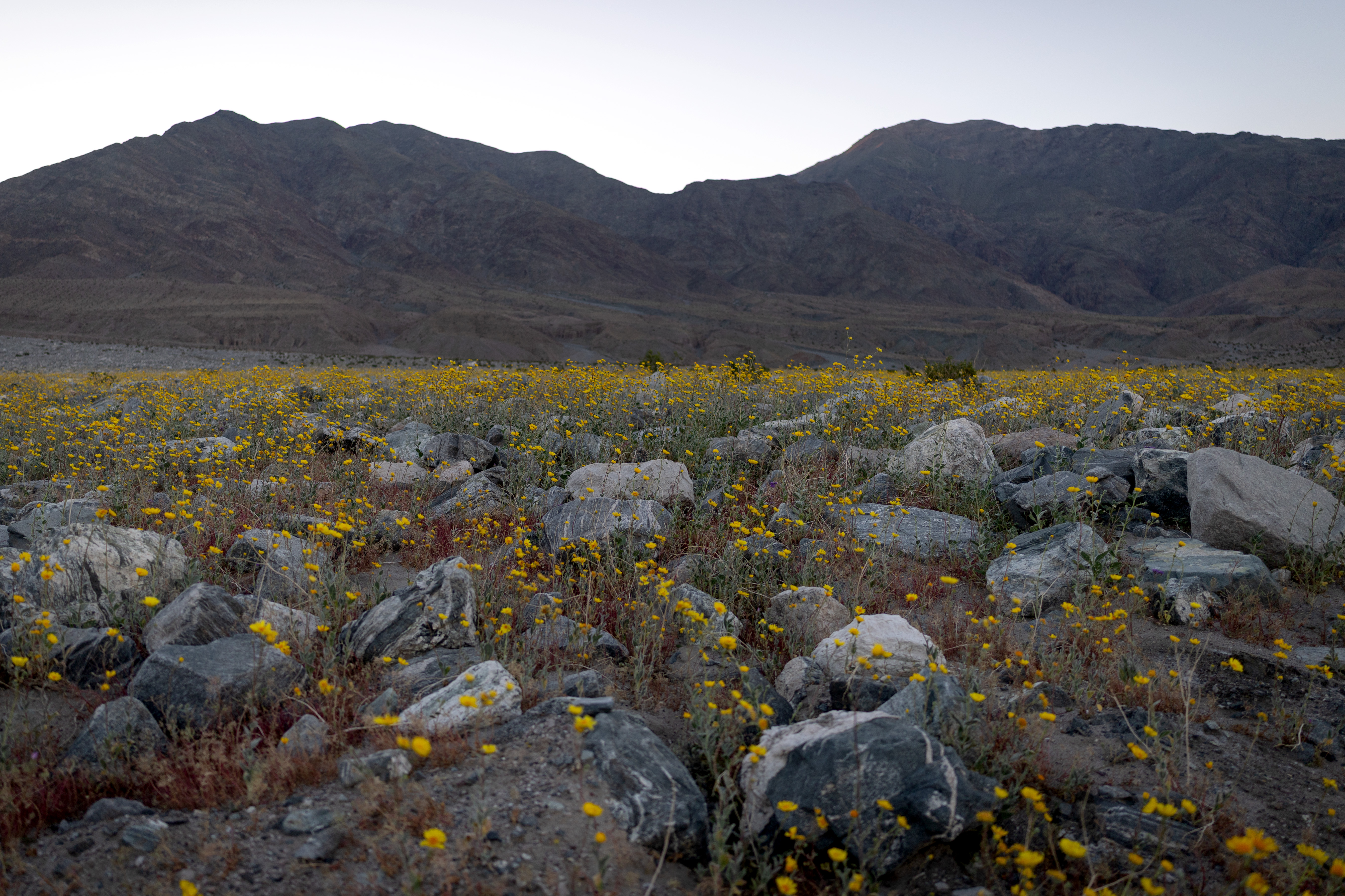 Death Valley sees its most spectacular superbloom in a decade – NBC Los ...