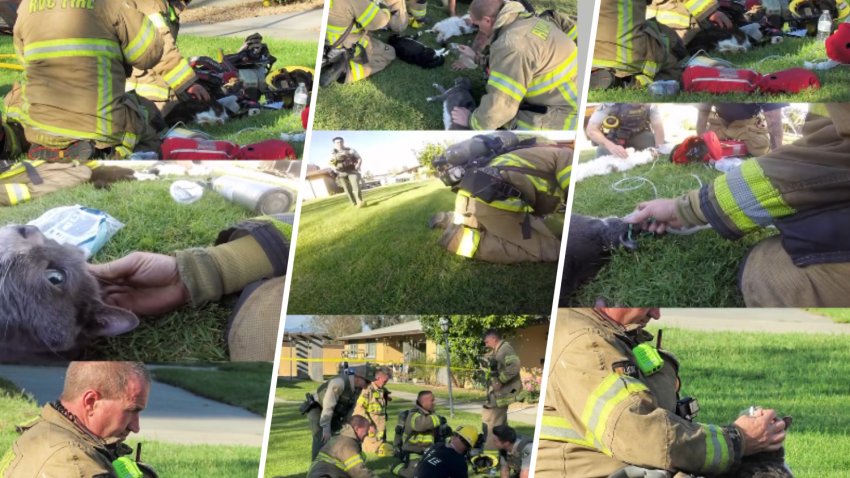 Riverside firefighters save cats with oxygen after apartment fire – NBC ...