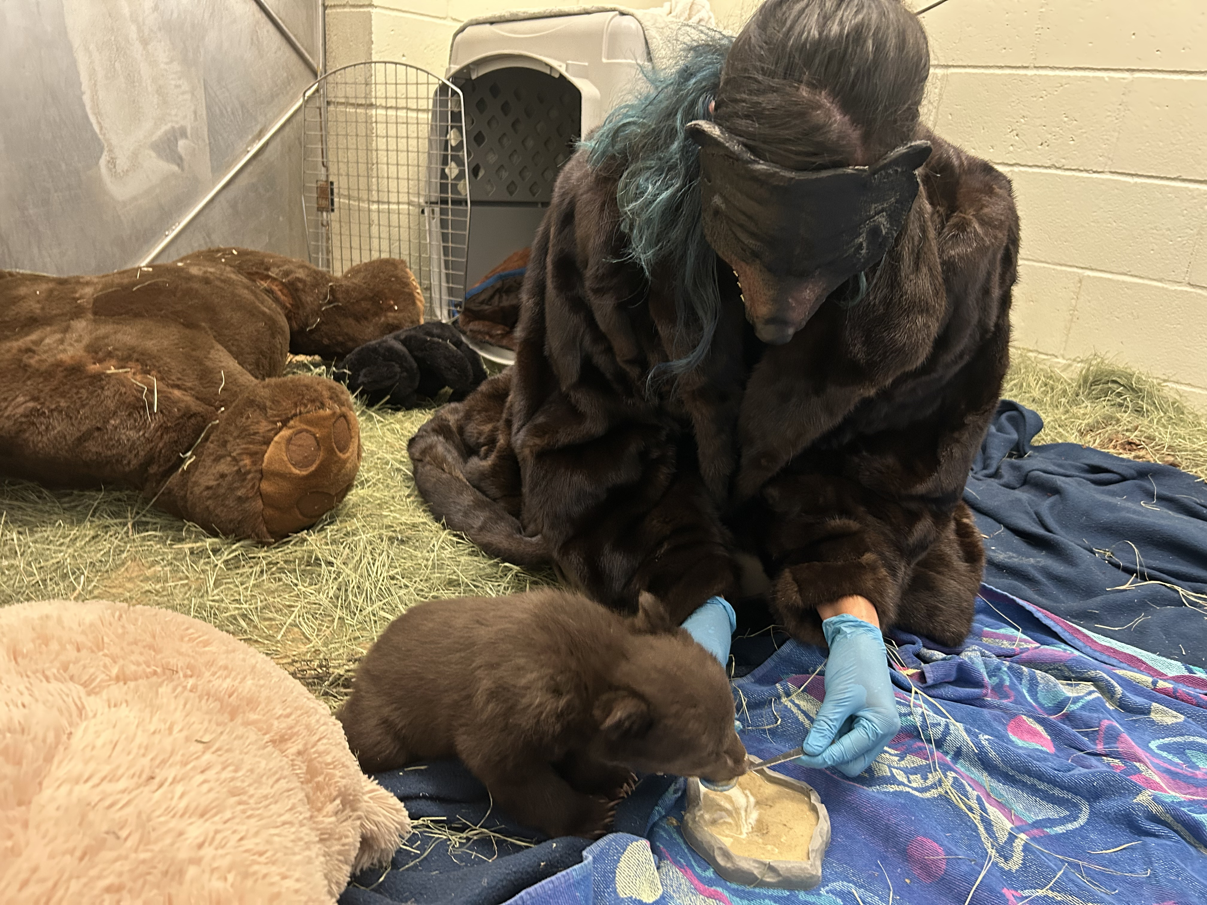 Ramona Wildlife Center care for bear cubs after mother euthanized – NBC ...