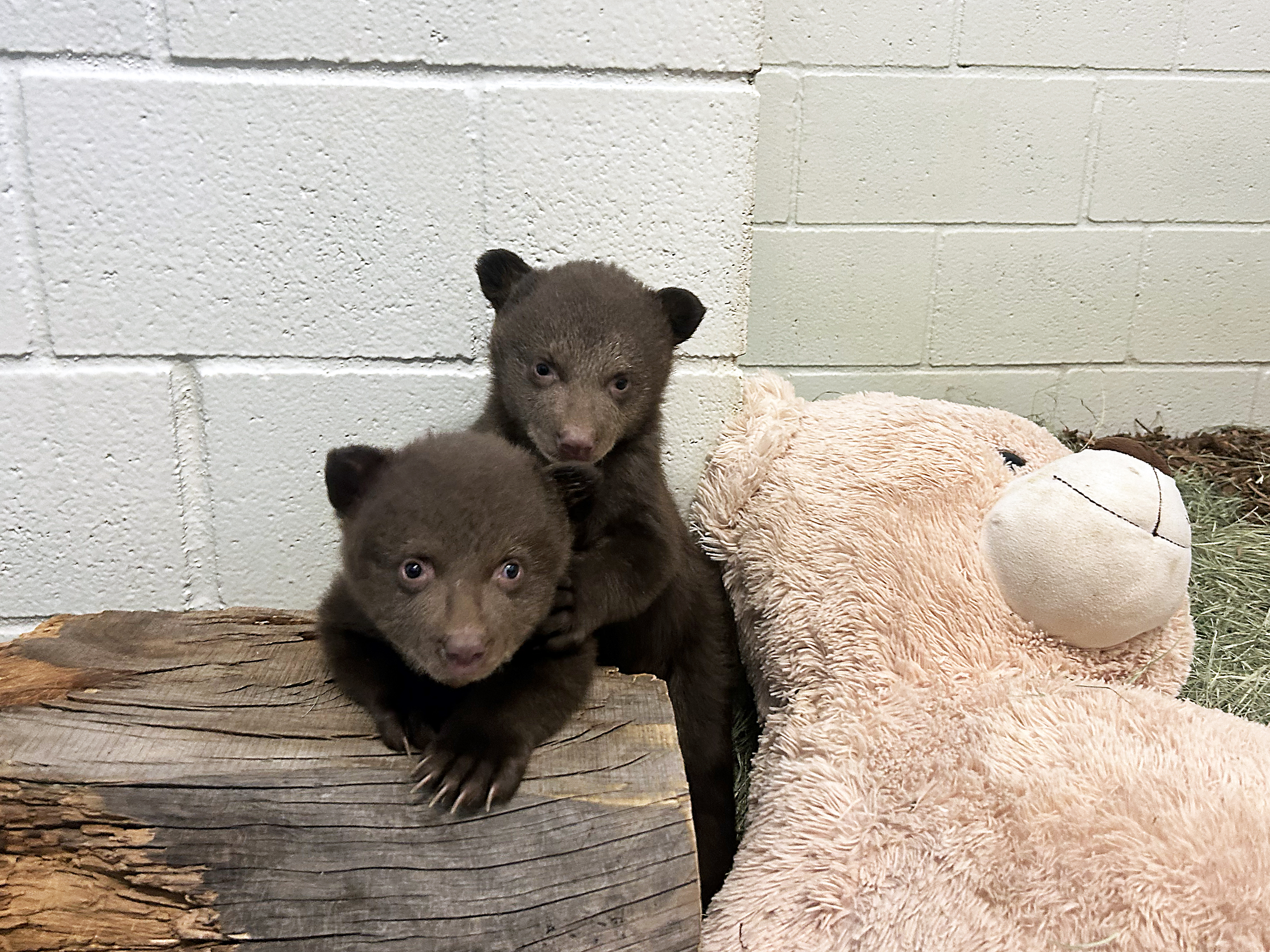 Ramona Wildlife Center care for bear cubs after mother euthanized – NBC ...