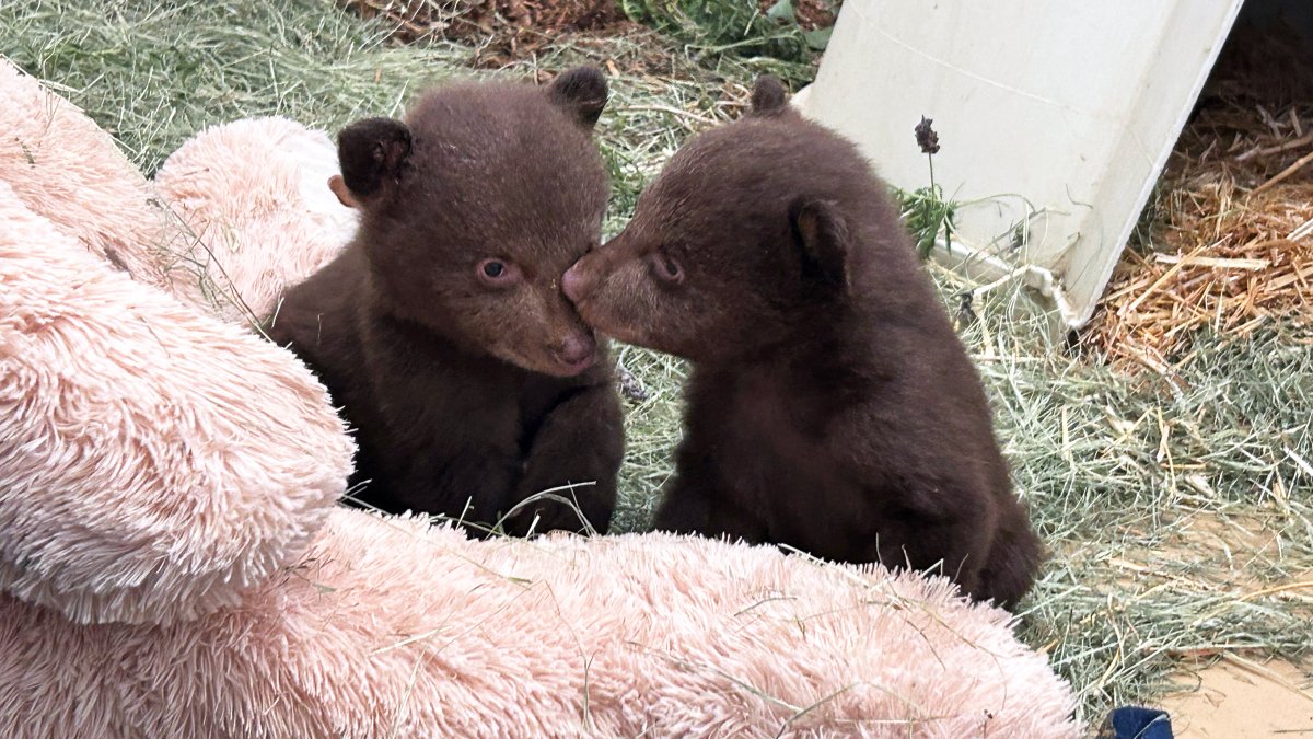 Ramona Wildlife Center care for bear cubs after mother euthanized – NBC ...