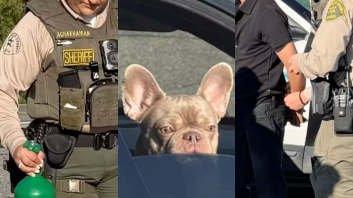DUI suspect in Malibu found with nitrous oxide tank and French bulldog ...