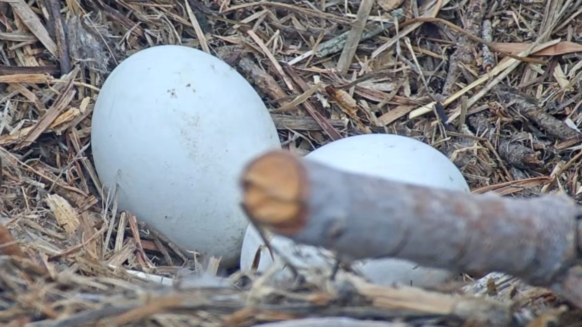 Pip Watch 2026: Let the invest-egg-ations begin, Big Bear nest ...