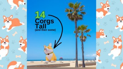 The planet’s biggest Corgi inflatable will preside at Spring Corgi ...