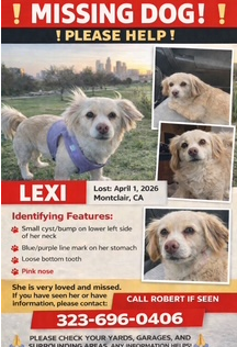 Man looking for lost emotional support dog lost in Montclair – NBC Los ...