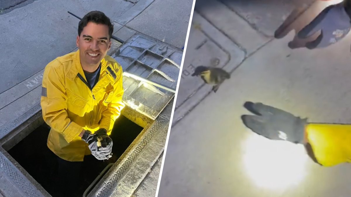 Video: Huntington Beach Fire Department rescues ducklings storm drain ...