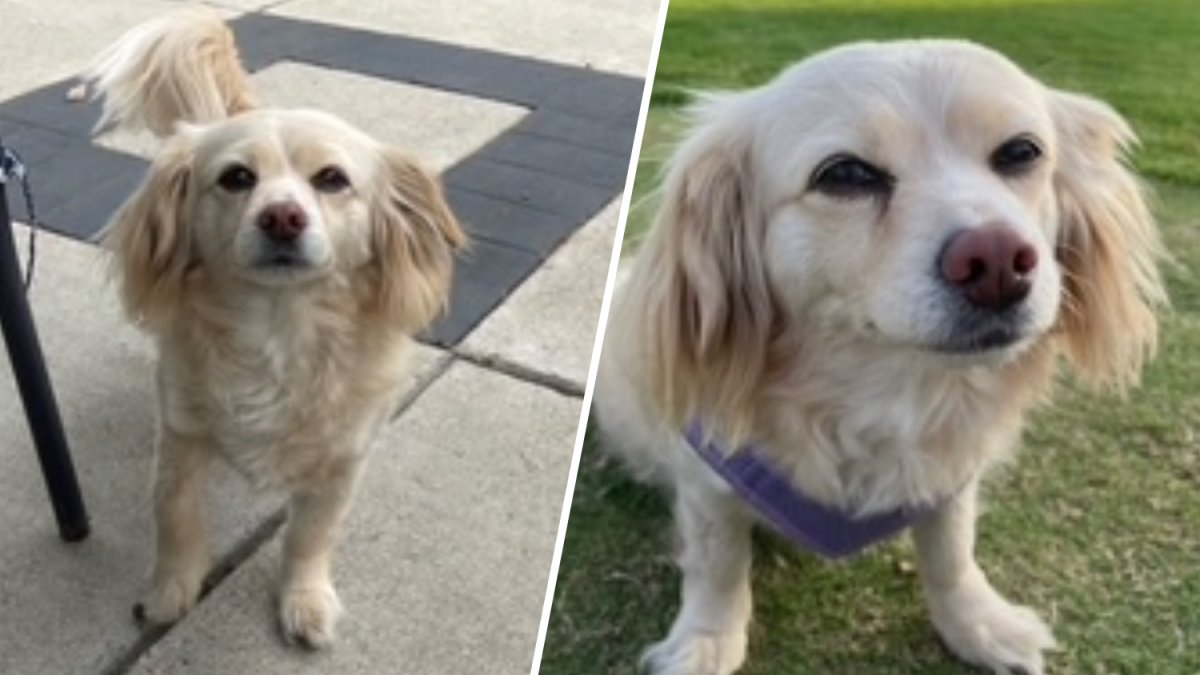 Man looking for lost emotional support dog lost in Montclair – NBC Los ...