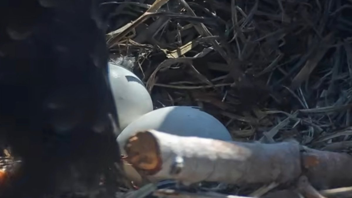 A pip has been seen, repeat, we have pip: A Big Bear bald eaglet is ...