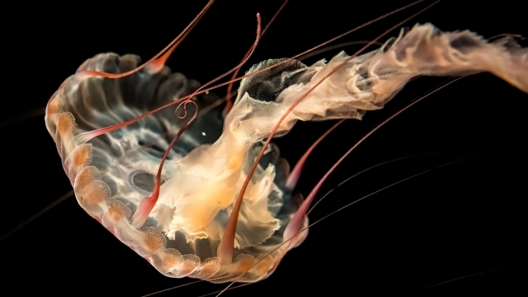 Float by wondrous ‘Jelly Dreamscapes’ at the Aquarium of the Pacific ...